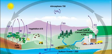 Water and Carbon Cycles | Teaching Resources
