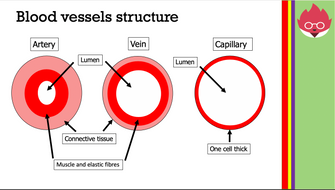AQA GCSE Biology- The heart and blood vessels | Teaching Resources
