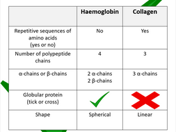 Fibrous & globular proteins (WJEC A-level Biology) | Teaching Resources