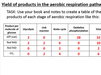 New A Level Biology OCR respiration bundle | Teaching Resources