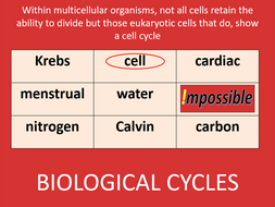Mitosis & the cell cycle (AQA A-level Biology) | Teaching Resources