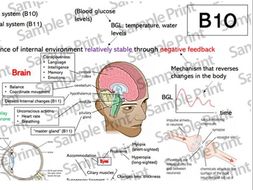 AQA Biology - B10 The Human Nervous System Revision Mindmap | Teaching ...