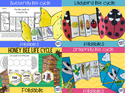 Insect life cycles foldables bundle | Teaching Resources