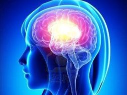 IB Psychology Biological Approach bundle | Teaching Resources