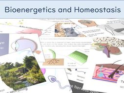 Bioenergetics and Homeostasis (GCSE Biology AQA Topics 4 and 5 ...