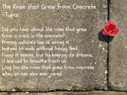 The Rose that grew from Concrete Poem Analysis | Teaching Resources