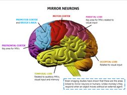 Mirror Neurons Brain Diagram (A2 Psychology) | Teaching Resources