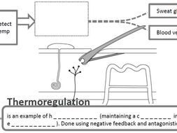 Thermoregulation GCSE Cut and Stick activity | Teaching Resources