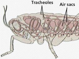 OCR A level Biology module 3 Insect ventilation | Teaching Resources