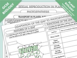 GCSE Biology: Plant Biology Worksheet Bundle | Teaching Resources
