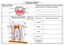 GCSE Digestion, Teeth, Enzymes and Absorption Bundle | Teaching Resources