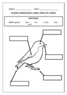 Science worksheets: Label parts of a bird | Teaching Resources