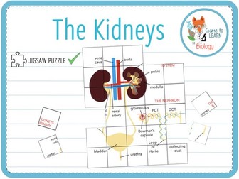 The Kidneys - 15x Activities and Games Bundle (KS4) | Teaching Resources