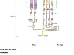 Rods and Cones (light receptors) worksheet - A Level | Teaching Resources