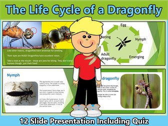 Insect Life Cycle PowerPoints KS2 by Gdwaters1 | Teaching Resources