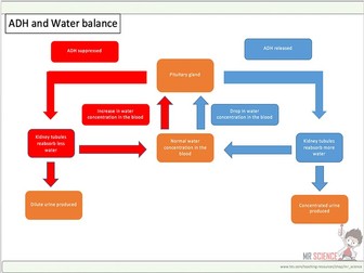 AQA B10 The nervous system | Teaching Resources