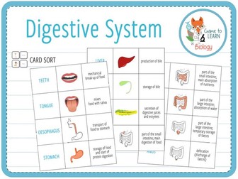 Digestive system - 14x Games and activities (KS3/4) | Teaching Resources