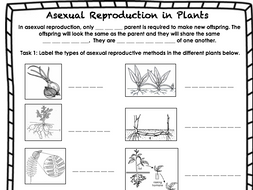 Asexual reproduction in plants | Teaching Resources