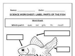 Science worksheets: Label parts of the fish | Teaching Resources