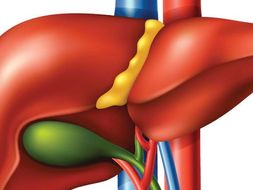 NEW OCR Biology A 5.2.2 Structure and Histology of the Liver | Teaching ...