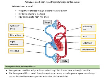 GCSE PE - Paper 1 - Student worksheet pack | Teaching Resources