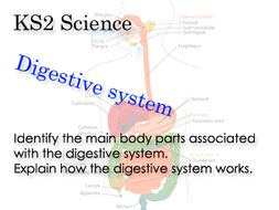 KS2 How the digestive system works | Teaching Resources