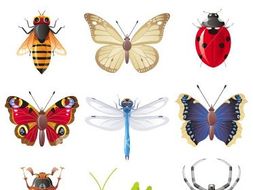 KS2 Minibeasts Maths - Rounding decimals to nearest measurement. 3 ...