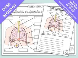 GCSE Biology: Complete Lesson and Recap Test on Lung Structure ...