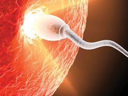 Human Reproduction | Teaching Resources