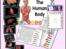 The human body- internal organs display, whole lesson, worksheets and ...
