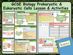 KS4 AQA GCSE Biology (Science) Eukaryotes & Prokaryotes Lesson ...