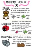 Minibeast Fact File | Teaching Resources