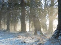 Year 6 Free Verse Poetry writing using Forest School as a stimulus- 2 ...