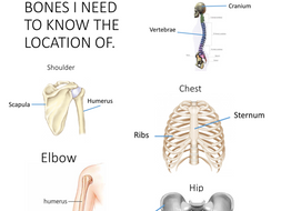 GCSE PE AQA 2016 Bone Locations | Teaching Resources
