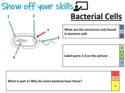 Cell Biology KS3 - Bacteria Cells by CathFiBo | Teaching Resources