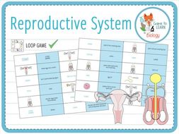 Human Reproductive System - Loop Game (KS2/3) | Teaching Resources