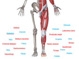 Musculoskeletal system poster template - BTEC Sport - Unit 3 | Teaching ...