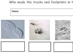 EYFS/KS1 Identify the footprints and tracks worksheet | Teaching Resources