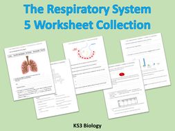 KS3 Science Respiration / Respiratory System Worksheets | Teaching ...