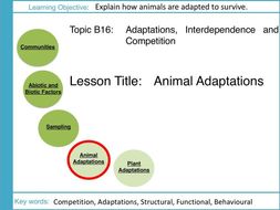 AQA GCSE: B16 Adaptations and Competition: L7 Animal Adaptations | Teaching Resources