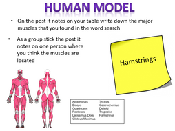 AQA GCSE PE Muscular System Lesson and Resources | Teaching Resources