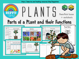 Parts of a Plant Lesson | Teaching Resources