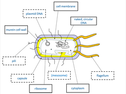 Ultrastructure of prokaryotic cells (Edexcel A-level Biology A ...