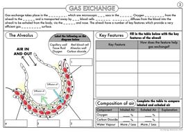 GCSE Biology Worksheet Pack on Gas Exchange (Breathing Topic ...