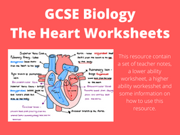 GCSE Biology - The Heart Activity | Teaching Resources
