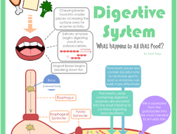 Digestive system structures, functions enzymes, revision activities and ...