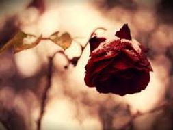 ‘The Sick Rose’ PPT - William Blake | Teaching Resources