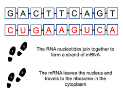 Transcription and Translation - GCSE | Teaching Resources