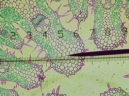 Magnification and Biological Drawings revision for CIE AS Biology ...