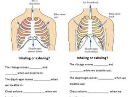 KS3 breathing worksheet | Teaching Resources